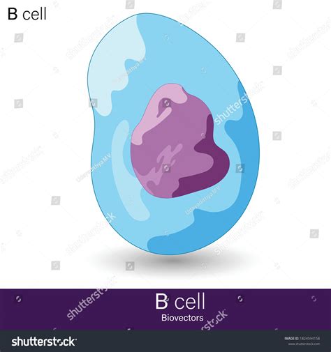 B Cell Structure B Cell Function Stock Vector Royalty Free 1824594158