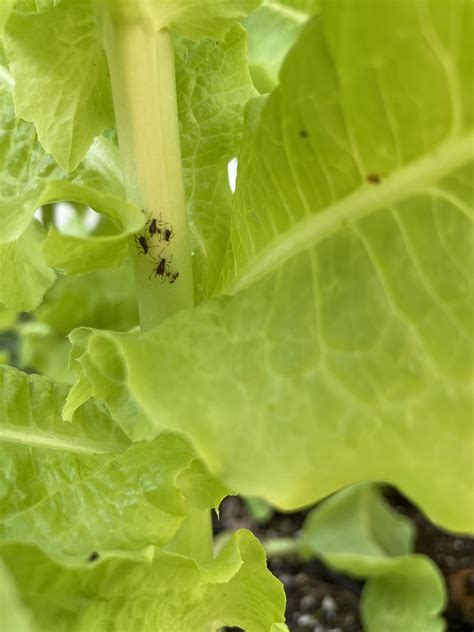 Pests On Lettuce R Gardening