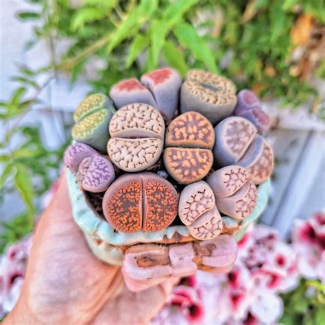 Assorted Lithops Your Choice Of 135 Colorful Lithops Etsy