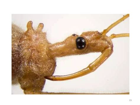 Types Of Insect Mouthparts Pptx