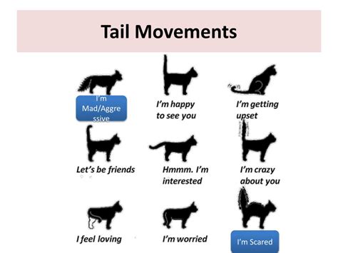 Ppt Feline Behavior Powerpoint Presentation Free Download Id 2506003
