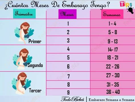 Tabla De Meses De Embarazo