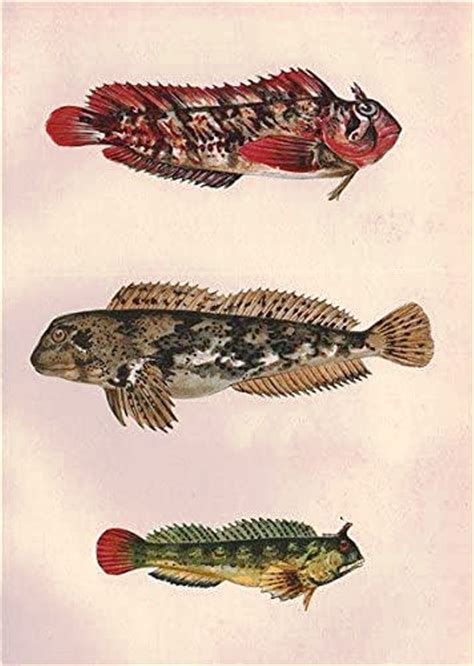 Lipophrys Pholis Systematics Habitat Biology Ecological Role