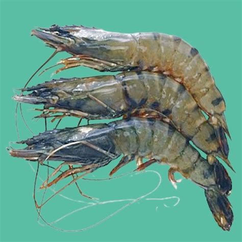 বাগদা চিংড়িbagda Chingritiger Prawn
