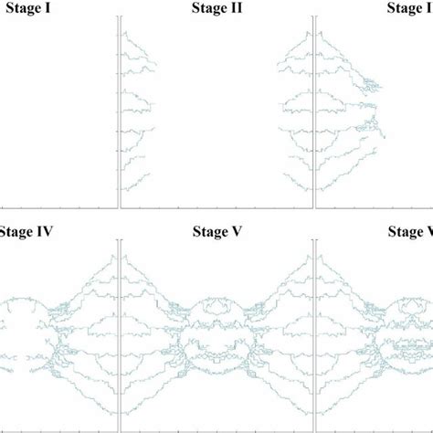 Different Stages Of Microvascular Network Formation During The