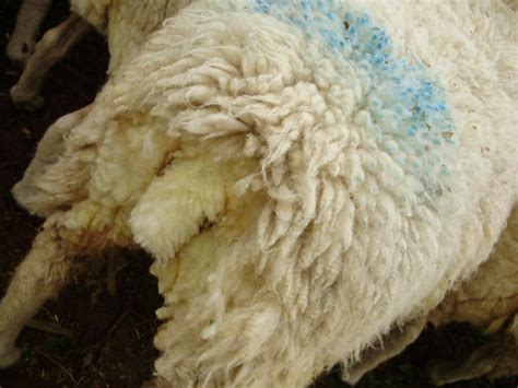 Hopesay Glebe Farm Dagging