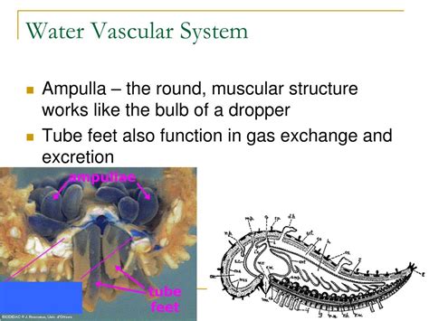Ppt Echinoderms Powerpoint Presentation Free Download Id 4728215