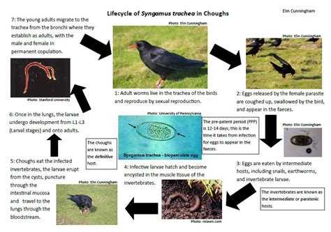 Life Cycle Of A Crow
