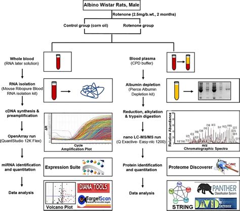 schematic diagram of the workflow of the mirna expression and protein