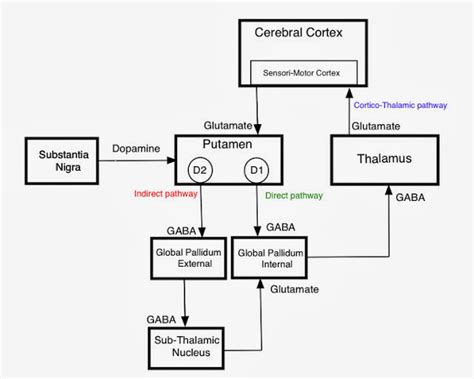 紋狀體神經路徑corpus Striatum Nerve Pathway 小小整理網站 Smallcollation