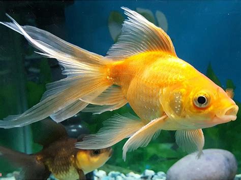 Tải 10 Mẫu Con Cá Vector Miễn Phí Link Gg Drive