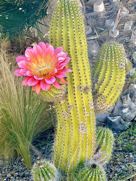 Yellow Cactus Flowers