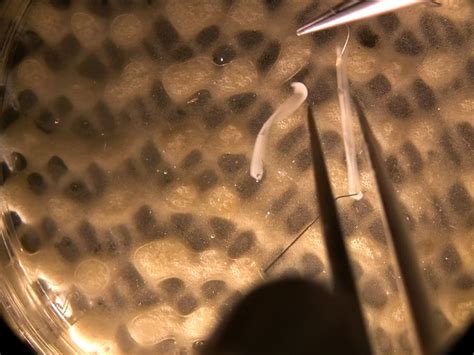 Video Ostra Dysocjacja Aksonów Siateczkowo Rdzeniowych Minoga W Celu Umożliwienia Rejestracji Z