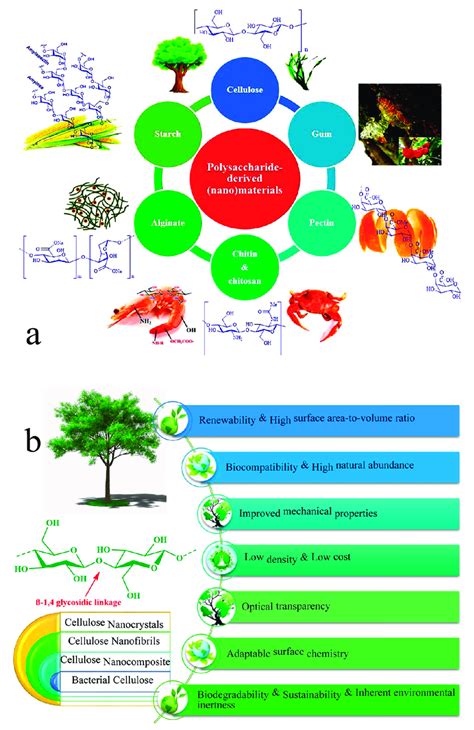 Different Examples Of Environmentally Friendly Polysaccharides And