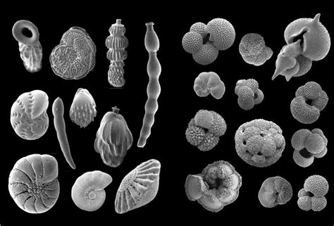 Forams And Diatoms Testing Young Earth Flood Geology Hypotheses