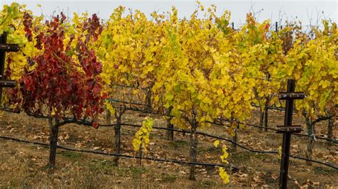 Лунный календарь садовода и огородника на 5 ноября 2024 благоприятный ли день для посадок и