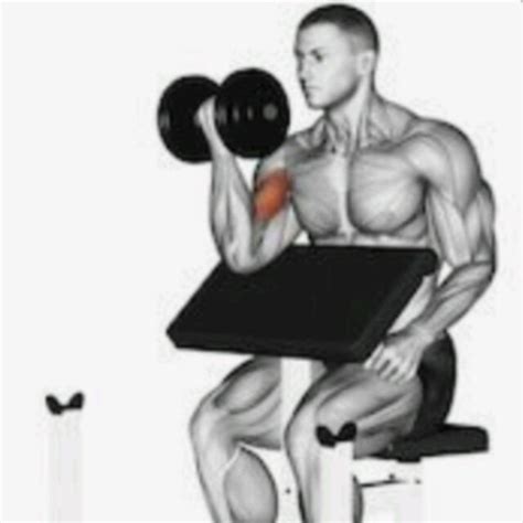 Db Preacher Curls By David Morgan Exercise How To Skimble