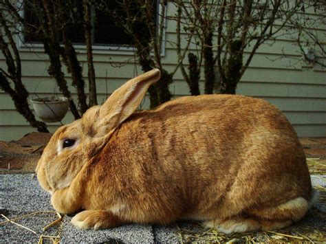 Fat Bunny Rabbit