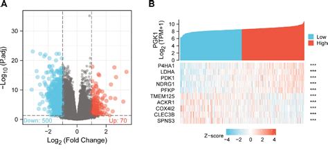 Figure 3 From Phosphoglycerate Kinase 1 Is A Potential Prognostic