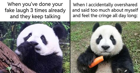 30 Introverted Panda Memes For Everyone Whod Rather Stay Home