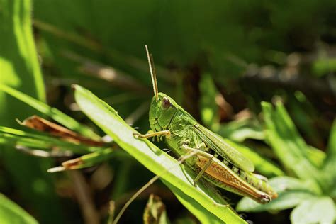 Side View Of Meadow Grasshopper Photograph By Jaroslav Frank Pixels