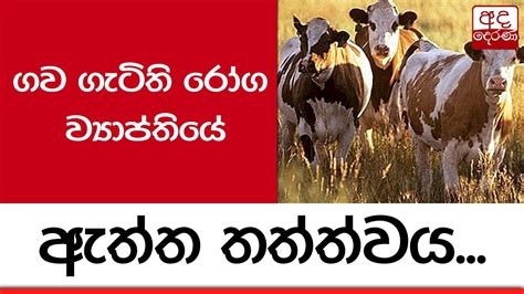 ගව ගැටිති රෝග ව්‍යාප්තියේ ඇත්ත තත්ත්වය Youtube