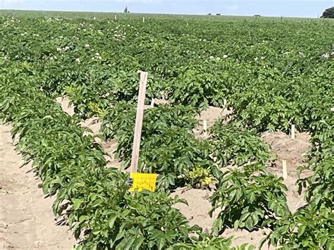 U Of I Monitoring Program Detects Few Potato Psyllids But Slightly More