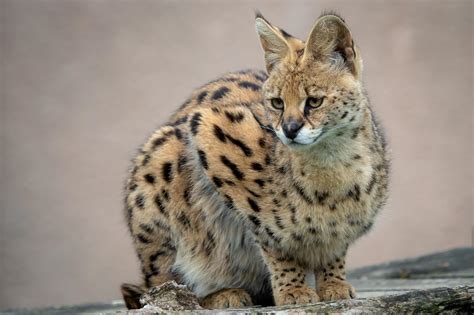 Biggest Cat Breeds In The World Domestic Cats