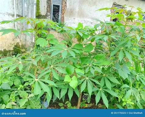 Cassava Tree Growing In The Yard Stock Image Image Of Botanical Green 351770323