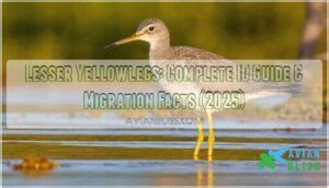 Lesser Yellowlegs Complete Id Guide And Migration Facts 2025