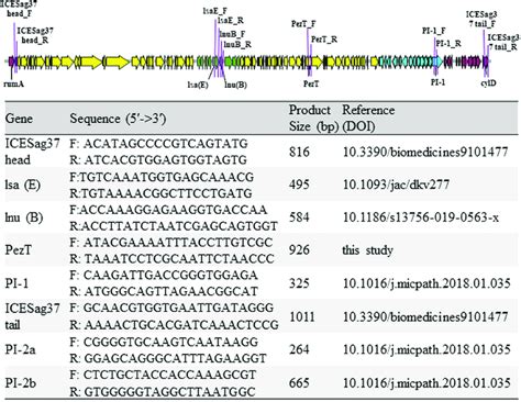 primers used for targeted genes in pcr and the relative positions of