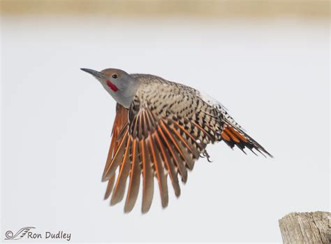 A High Key Flicker Feathered Photography
