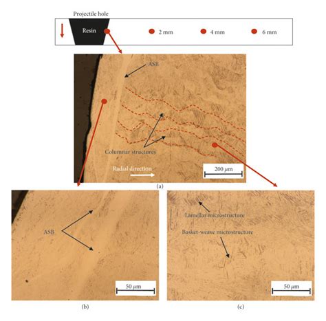 A Optical Micrograph B And C Higher Magnification Optical Download Scientific Diagram