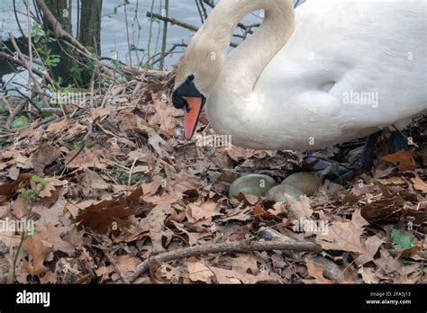 A Female Swan And Her Eggs On A Nest That She Built Incubating Eggs In A Park In Flushing