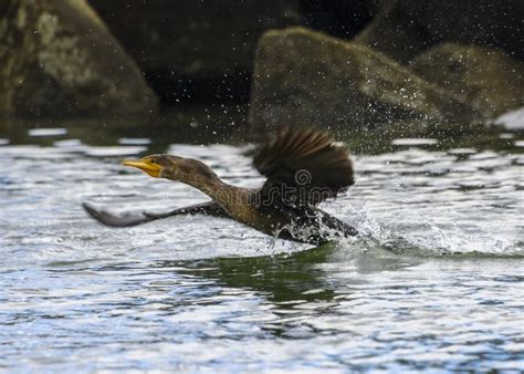 Cormorant Taking Off From The Water In Tranquil River Setting During Bright Daylight Hours Stock