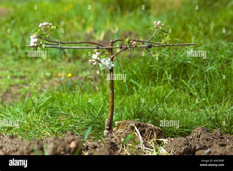 Fruit Trees Home Gardening Apple Cherry Pear Plum Step Over Fruit Trees