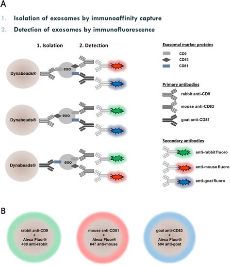 Isolation And Mass Spectrometry Analysis Of Urinary Extraexosomal