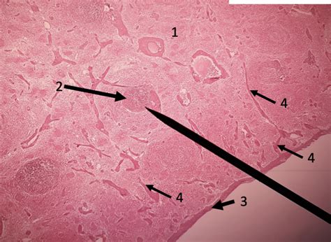 Spleen Histology Diagram Quizlet