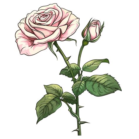 Premium Vector Rose Flowers
