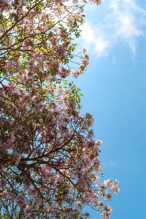 전경에 분홍색 꽃이 있고 배경에 푸른 하늘이 있는 나무 사진 Unsplash의 무료 탄소 이미지