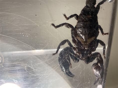 What Sex And Species Is My Scorpion Was Sold As A Afs From Pet Smart Rscorpions What Sex And Species Is My Scorpion Was Sold As A Afs From Pet Smart Rscorpions