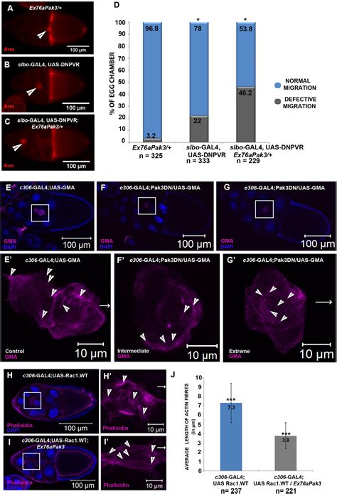 Figure 1 From Pak3 Regulates Apical Basal Polarity In Migrating Border Cells During Drosophila