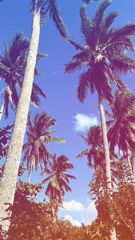 tumblr background palm trees