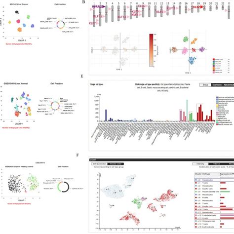 A Single Cell Level Expression Analysis Of Klf2 In Liver Tissue A Umap