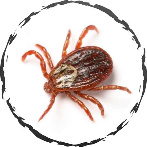 Download Close Up Tick Isolated
