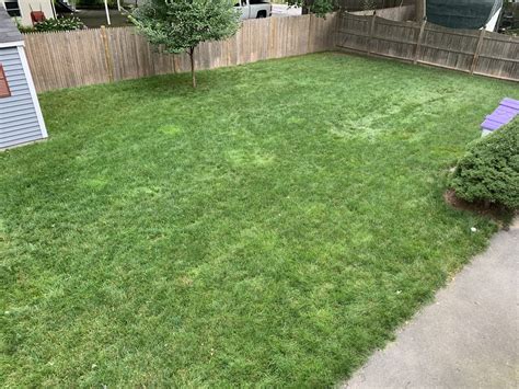 Frustrating Bumpy Lawn Please Help Pics Attached Lawn Care Forum
