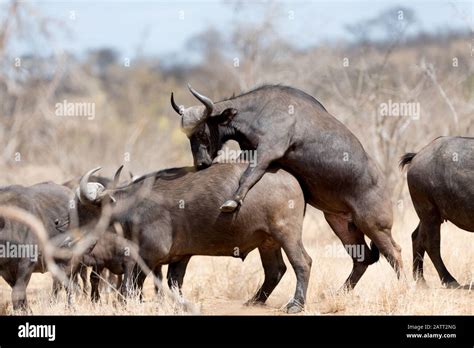 Cape Buffalo Mating African Buffalo Mating Stock Photo Alamy