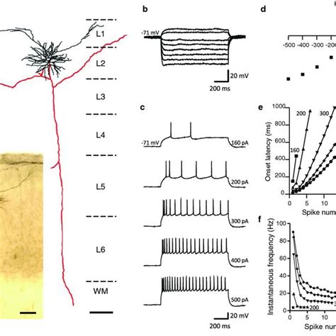 Layer 3 Pyramidal Neurons In Grs Show Similar Firing And Intrinsic