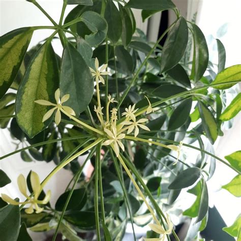 Collatz Conjecture Tree With Over 2 Million Branches Rcreativecoding