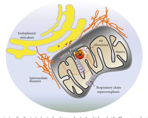 Mitochondrial Nucleoid Semantic Scholar